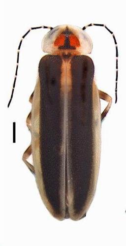 News flash: Unusual firefly species discovered at nature preserve ...