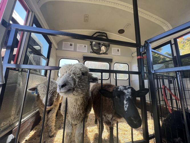 The wheels on the animal bus go round | News | suncommercial.com