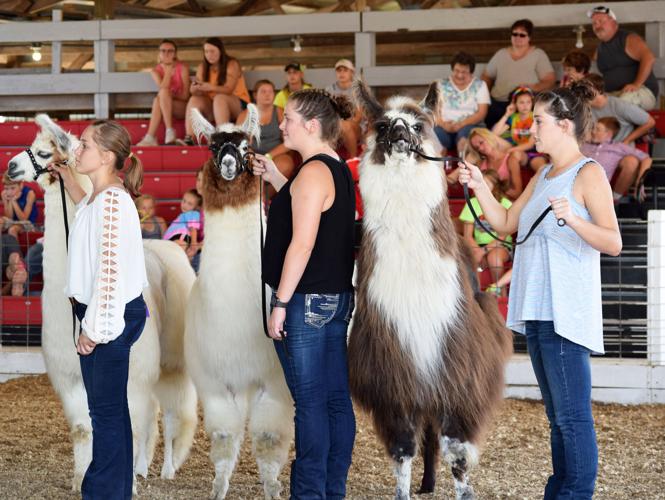 Llamas and alpacas make their debut at Knox County Fair | News ...
