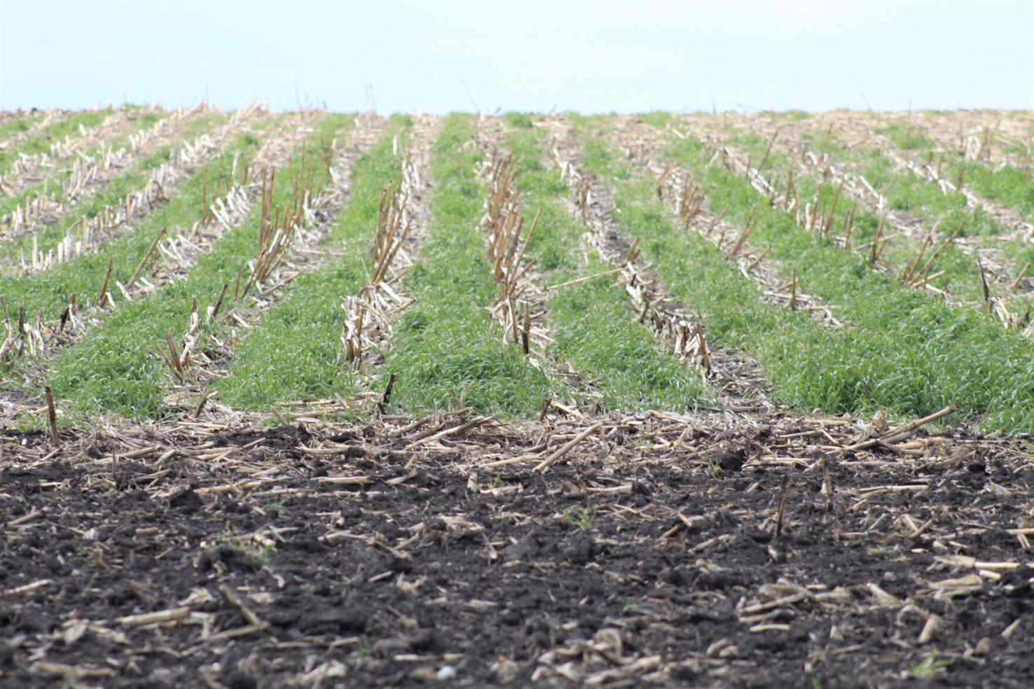 Iowa ag department launches Des Moines watershed program; cover crop ...