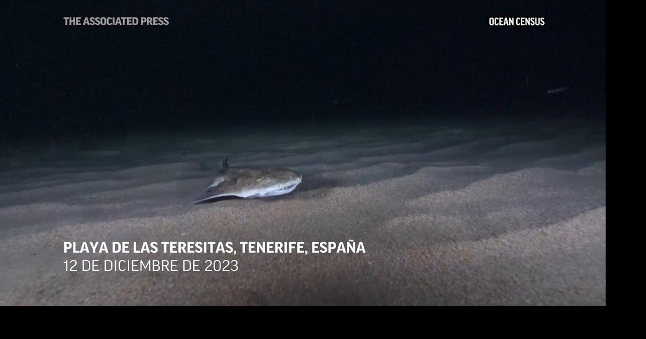 Marcado y seguimiento de angelotes en peligro de extinción frente a las ...