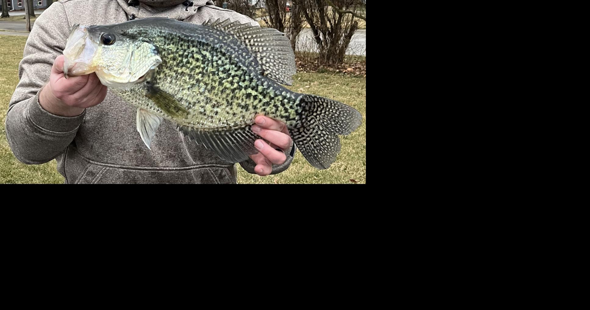 OUTDOOR NEWS: Near record-breaking crappie caught in Cass County ...