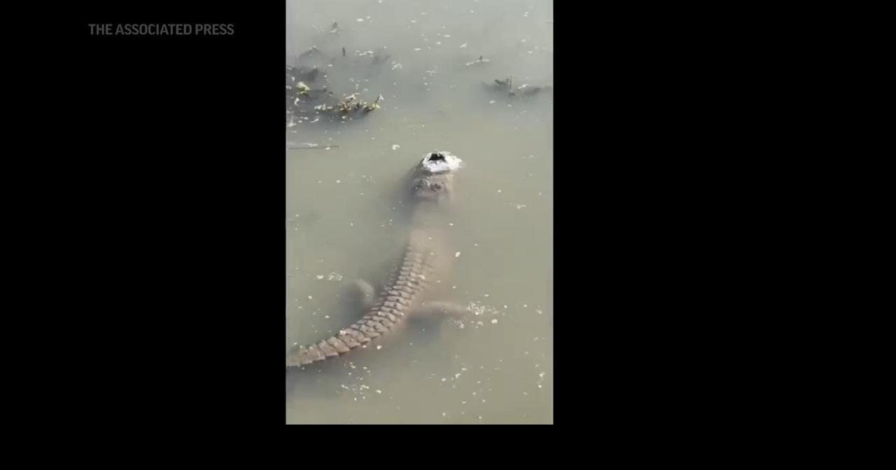 Gators cope with cold in frozen ponds | | swiowanewssource.com
