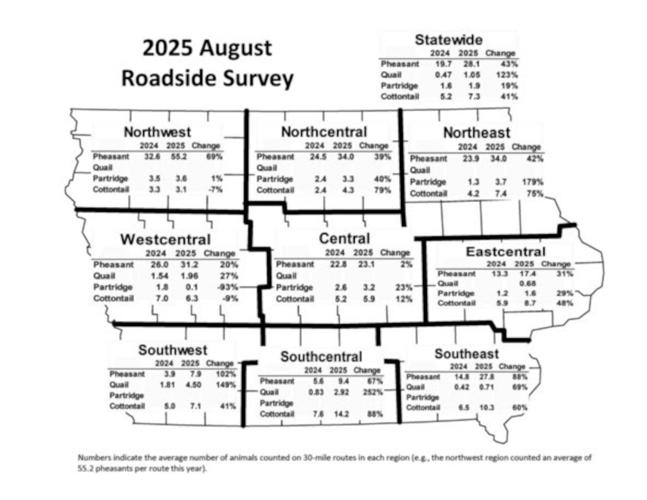 Annual pheasant survey shows Iowa’s population at 20-year high | Sports ...