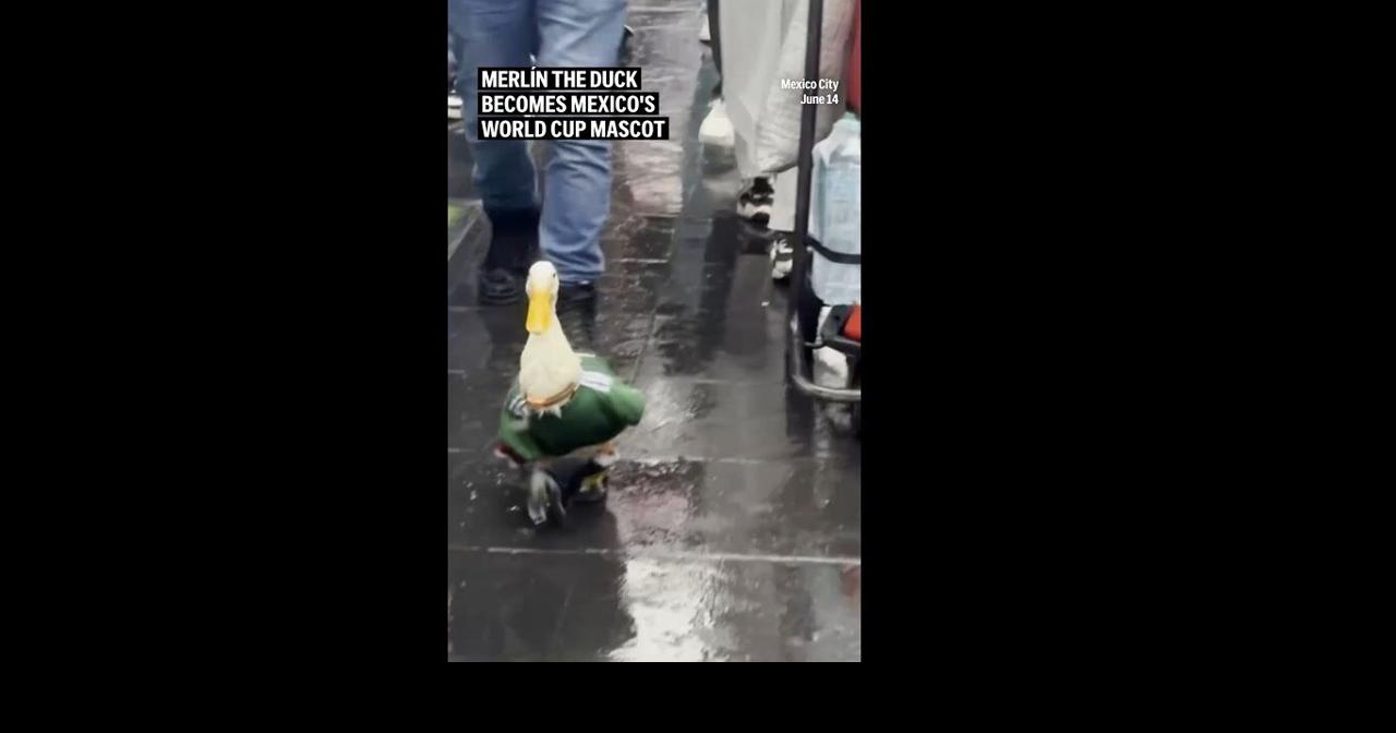Merlín the duck becomes Mexico's World Cup mascot | | swiowanewssource.com