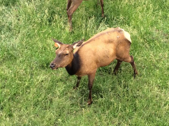 Family fun at Nathaniel Hamlin Park and Museums | Audubon ...