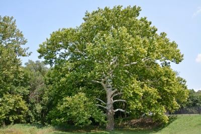 Annual Shade Tree Short Course to Return in February | Atlantic ...