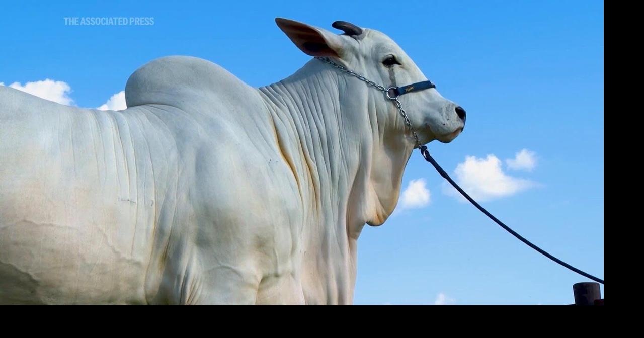 Meet Viatina-19, the world's most expensive cow worth 21 million reais ...