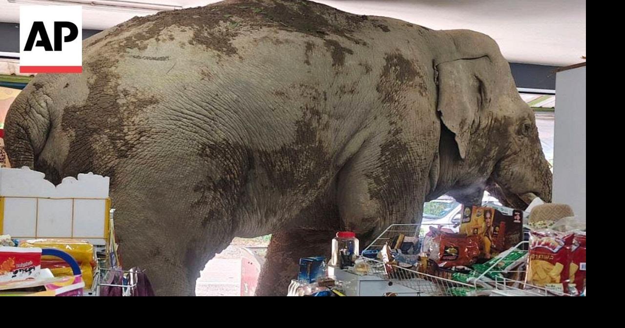 Wild elephant raids a grocery store in Thailand for snacks ...