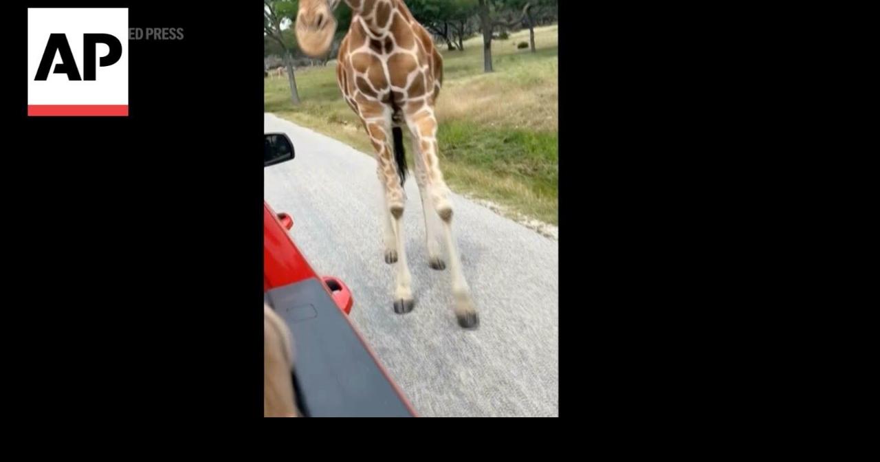 Giraffe at wildlife park picks up toddler from inside truck ...