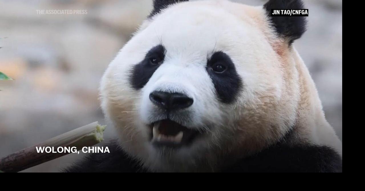 Chinese panda Fu Bao makes her first appearance to media after ...