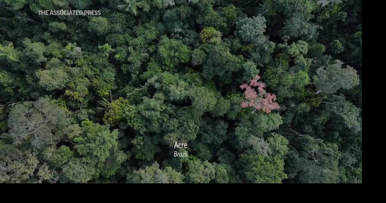 Local community learns ways to save the rainforest | | swiowanewssource.com