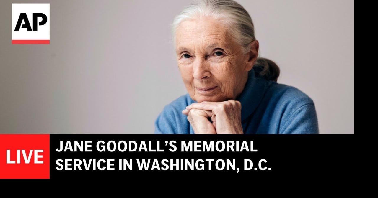 LIVE: Jane Goodall’s memorial service in Washington, D.C ...