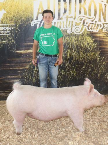 AUDUBON COUNTY FAIR: Swine Show Results | Audubon | swiowanewssource.com