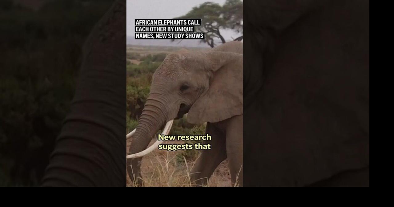 African elephants call each other by unique names, new study shows ...