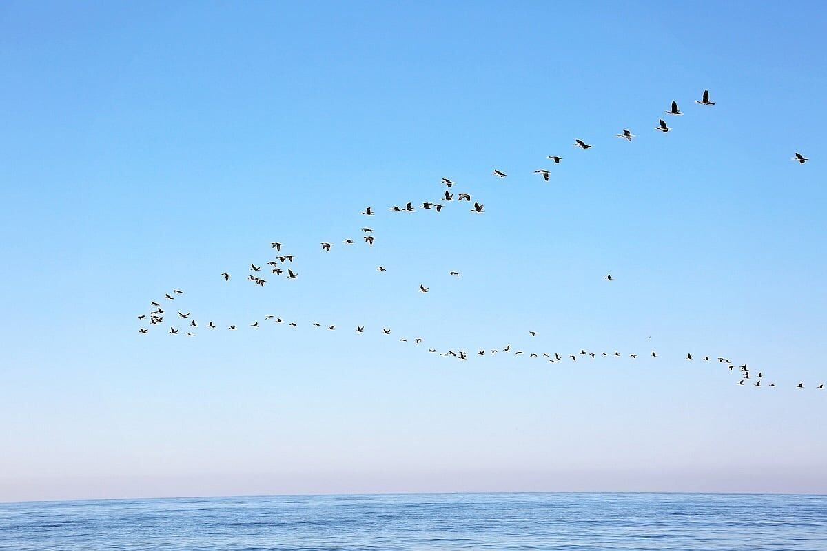 Millions of Birds Are Migrating — Here’s How To Help Keep Them Safe ...