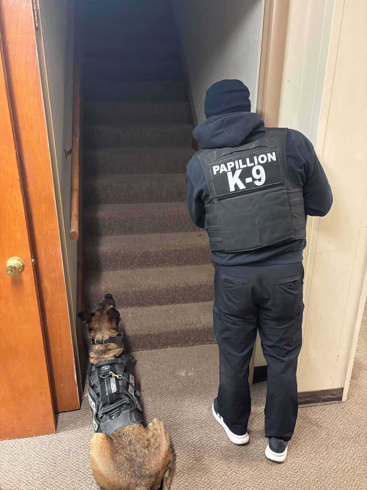 Police dogs are another tool in the tool box, Sgt. says | Atlantic ...