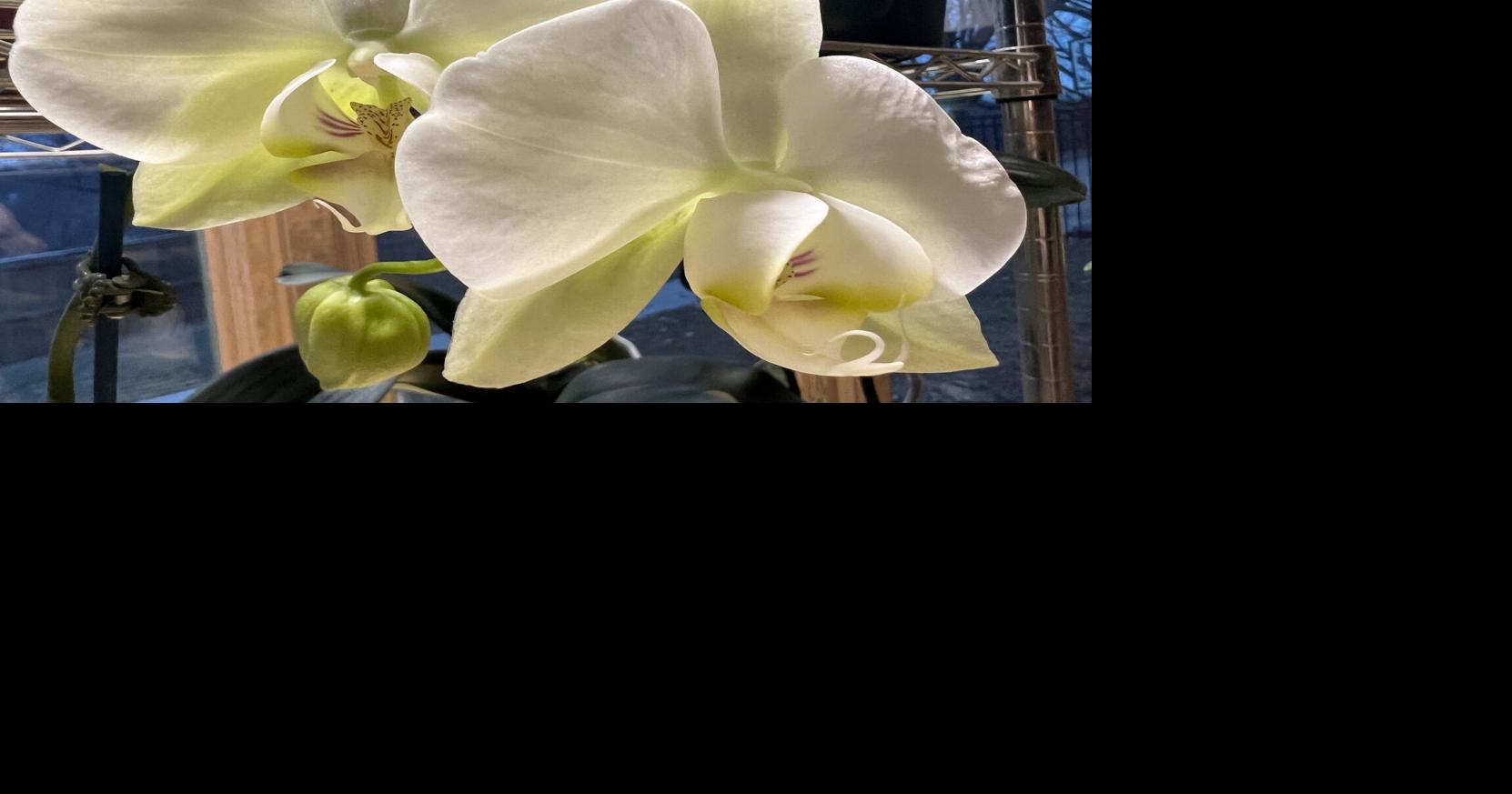 Yard and Garden: Growing Moth Orchids at Home | Atlantic ...