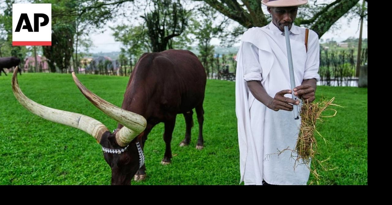 Rwanda's royal cows are treated to poetry and cultural reverence ...