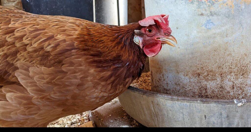 Guthrie County chickens among two more Iowa flocks infected by bird flu ...