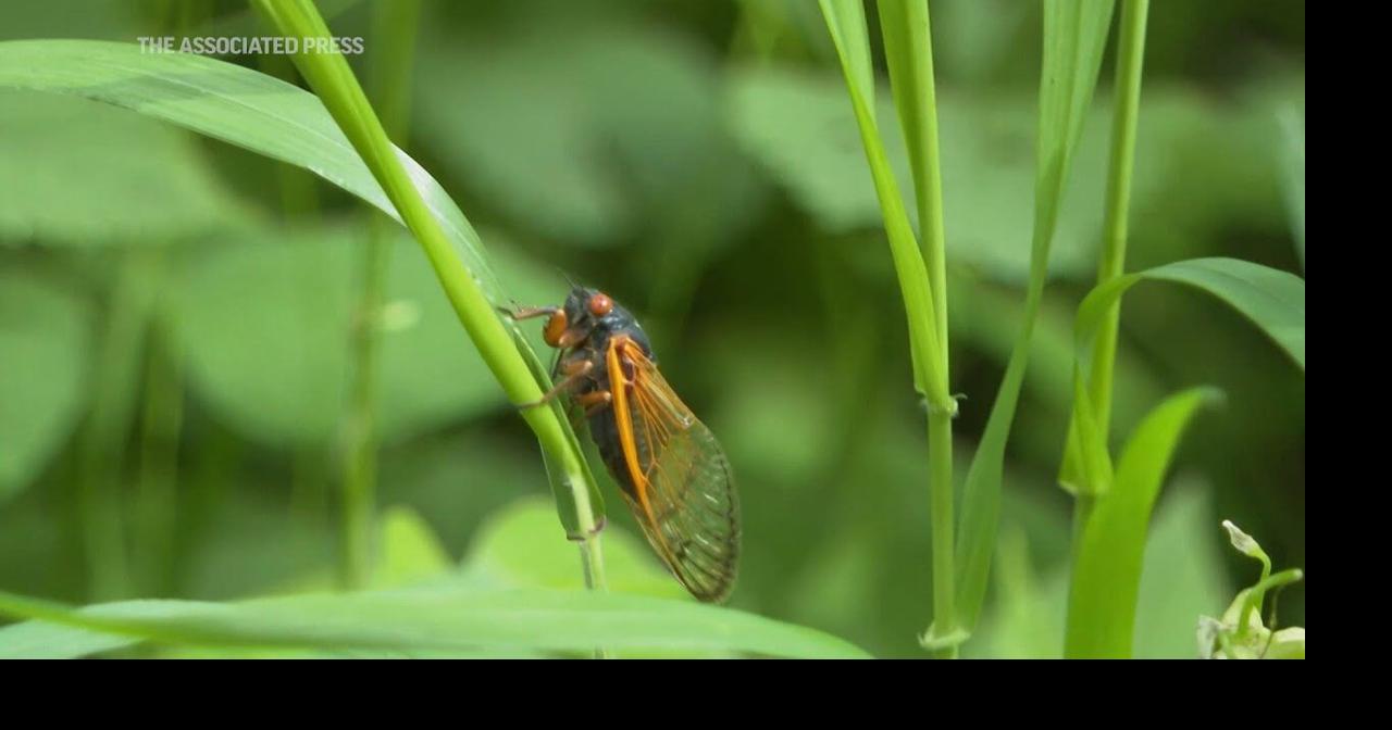 AP Explains Cicada Invasion Epicenter | | swiowanewssource.com