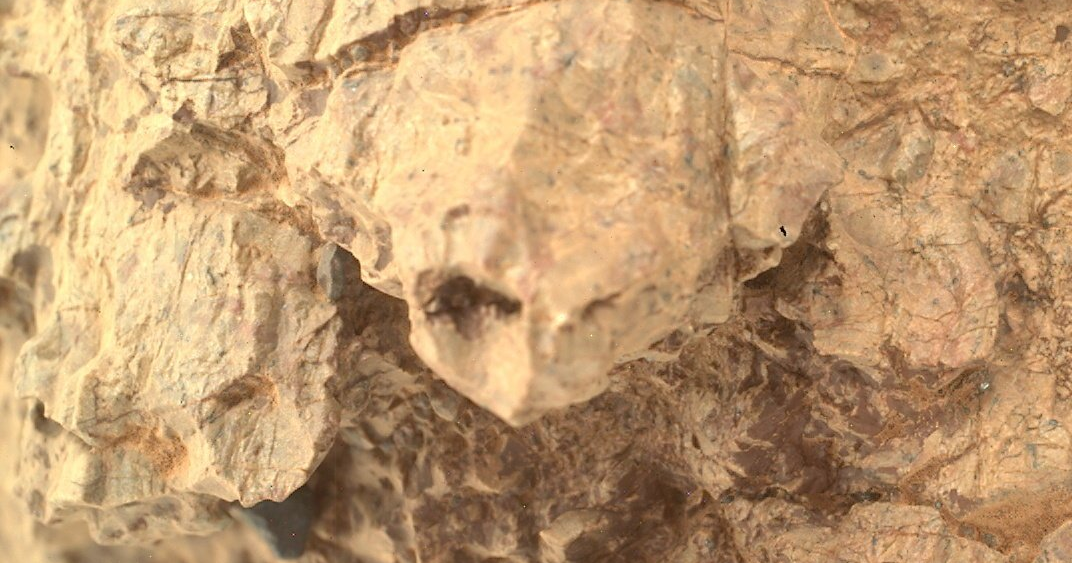 Life on Mars? Turtle-shaped rock spotted on the Red Planet | Nation ...