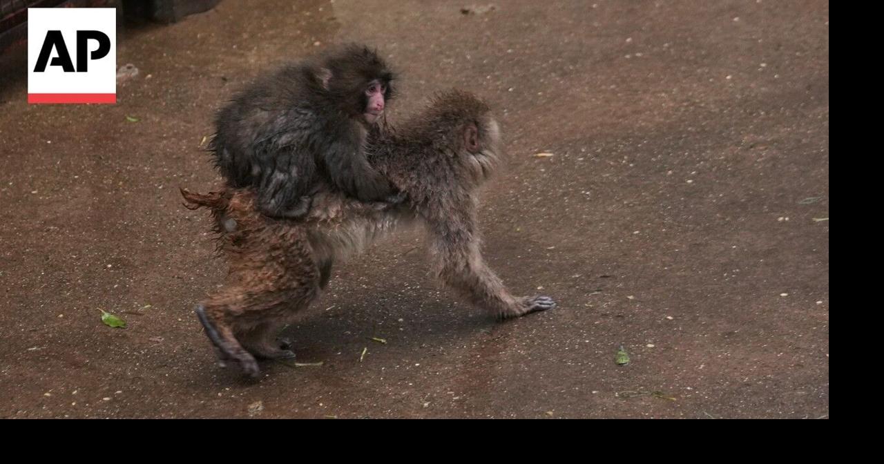 Punch, the baby monkey in Japan, is outgrowing his toy and making ...