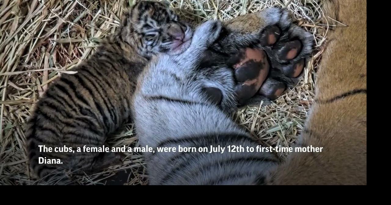 First endangered tiger cubs born at park in 7 years ...