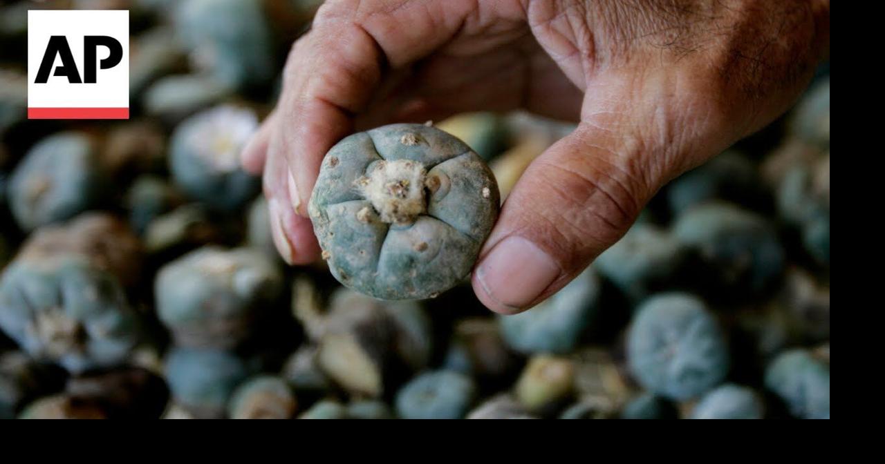 Sacred to Indigenous people, peyote is threatened by psychedelic ...