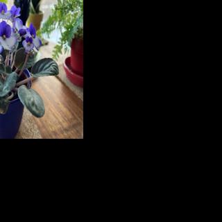 African Violets Bring Winter Color Indoors with Proper Care | Atlantic ...