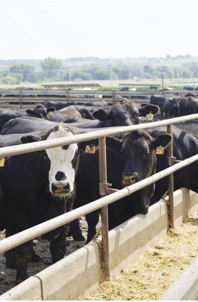 Bird flu found in Iowa cattle for first time | Atlantic ...