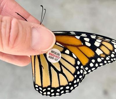 Whiterock Conservancy offers Monarch Tagging! | Audubon ...