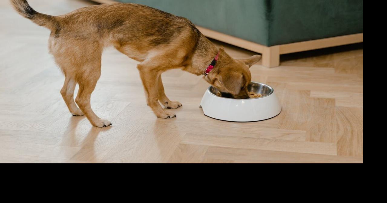 Does fancy dog food leave a larger carbon pawprint? | Nation ...