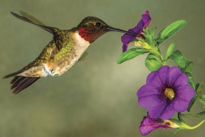 Hummingbirds are back | Sports | swoknews.com