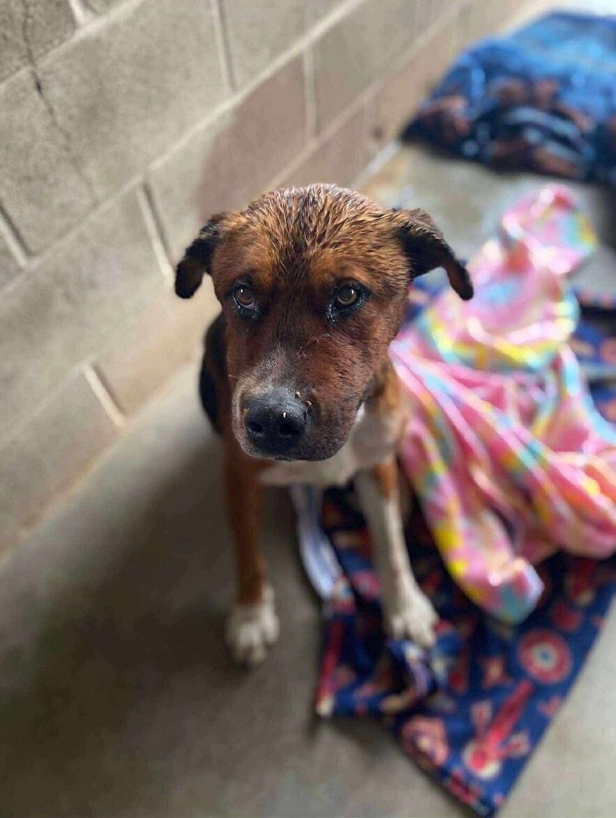 Elgin Animal Shelter seeks happy ending for dog with prickly past ...