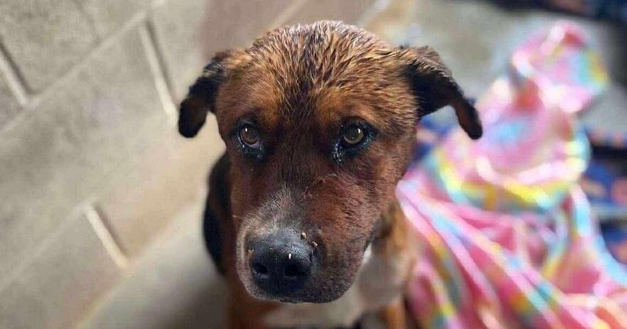 Elgin Animal Shelter seeks happy ending for dog with prickly past ...