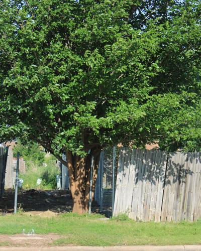 Site disturbance can cause tree decline | Garden | swoknews.com