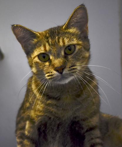 Pet of the Week | Photo Galleries | swoknews.com