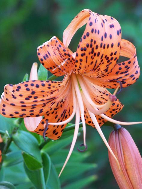 Tiger lily | Garden | swoknews.com