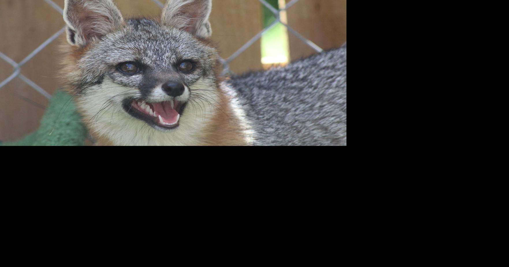 Rescued Gray Fox needs new habitat at Medicine Park Aquarium & Natural ...