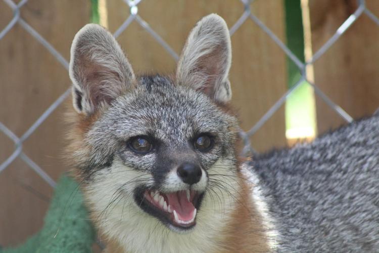 Rescued Gray Fox needs new habitat at Medicine Park Aquarium & Natural ...