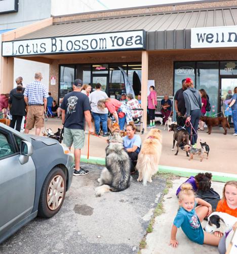 Lotus Blossom Yoga Pet vaccine | News | swoknews.com