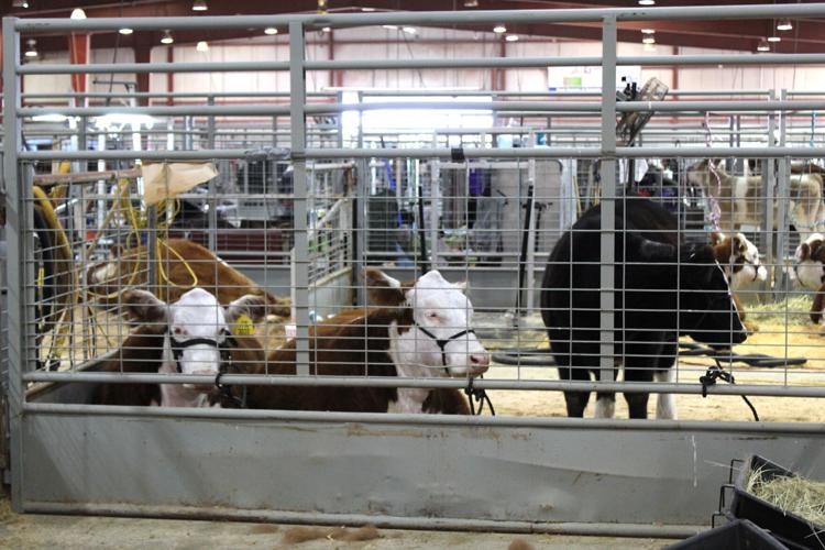 Wichita Mountains Classic Livestock Show | Community News | swoknews.com