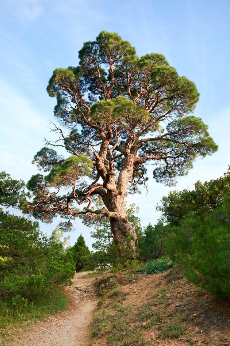 COLUMN: Evergreen trees for Oklahoma | Photo Galleries | swoknews.com