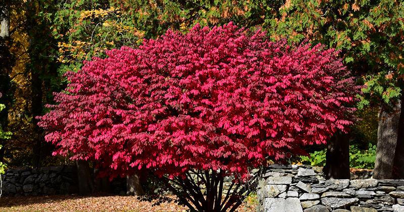 Know the type of plant you are plantinga | Garden | swoknews.com