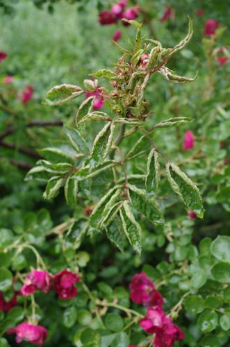 COLUMN: Tips on controlling rose diseases | Garden | swoknews.com
