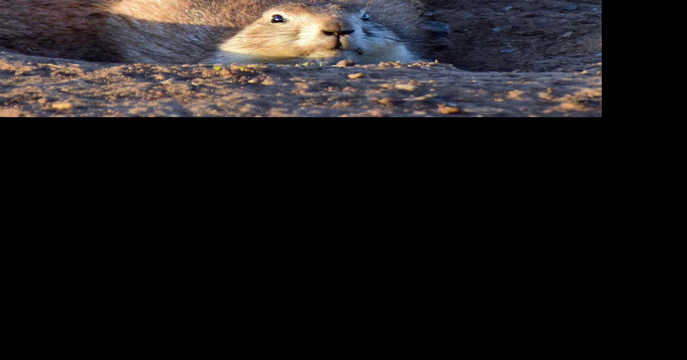 Elmer Thomas Elmo emerges to give forecast | News | swoknews.com