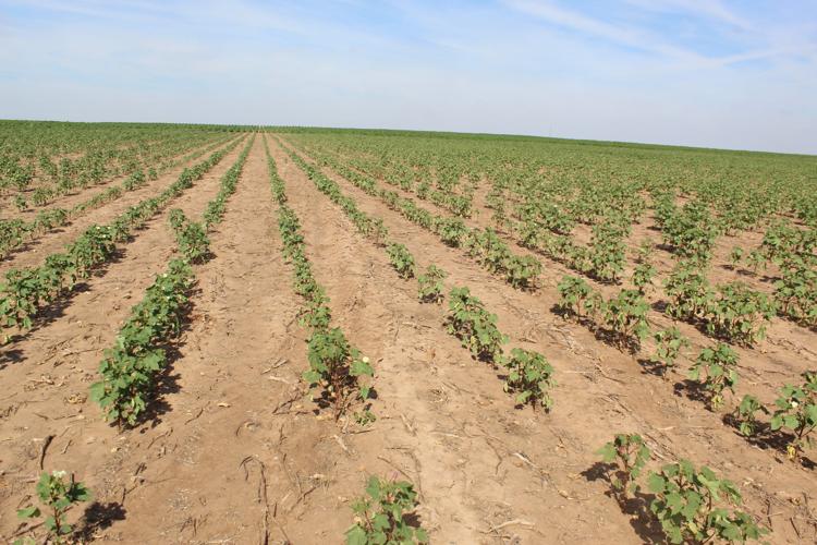Oklahoma cotton could be devastated by drought | News | swoknews.com