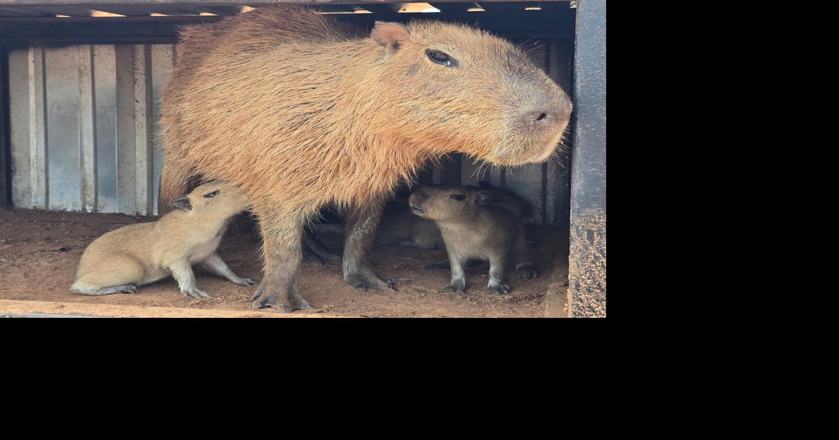 Snider Family Exotics have new Capybara babies | News | swoknews.com