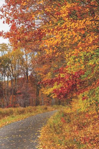 Fall the season of color for your landscape | Garden | swoknews.com